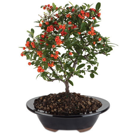 Red Berry Bonsai - Calyx Flowers, Inc