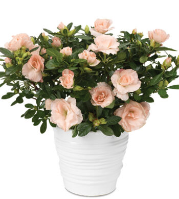 Geranium - Pelargonium X hortorum. - Calyx Flowers, Inc