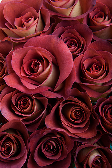 Leonidas Roses - Calyx Flowers, Inc
