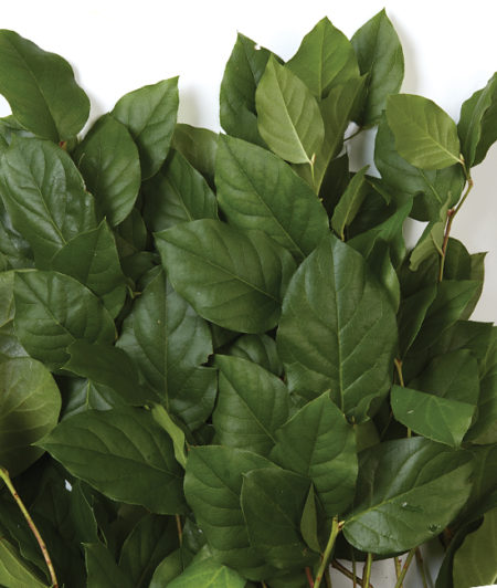 Salal Greenery - Lemon Leaves for Floral Arrangements