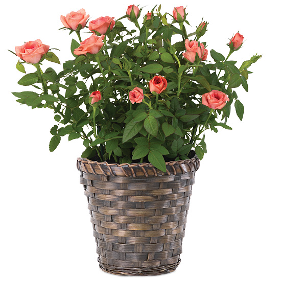 Colorful Miniature Rose Bush | Calyx Flowers