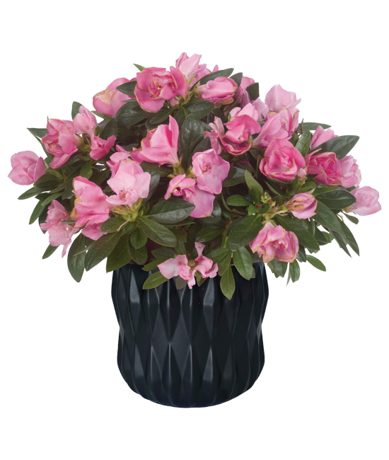 Miniature Azalea Plant - Calyx Flowers, Inc
