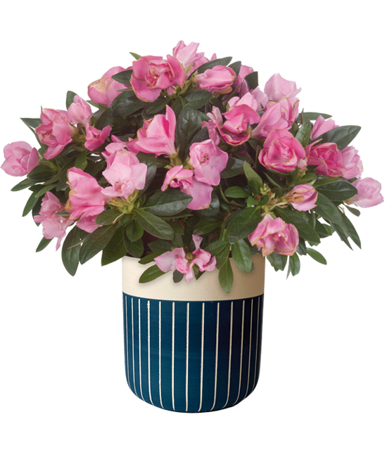 Miniature Azalea Plant - Calyx Flowers, Inc