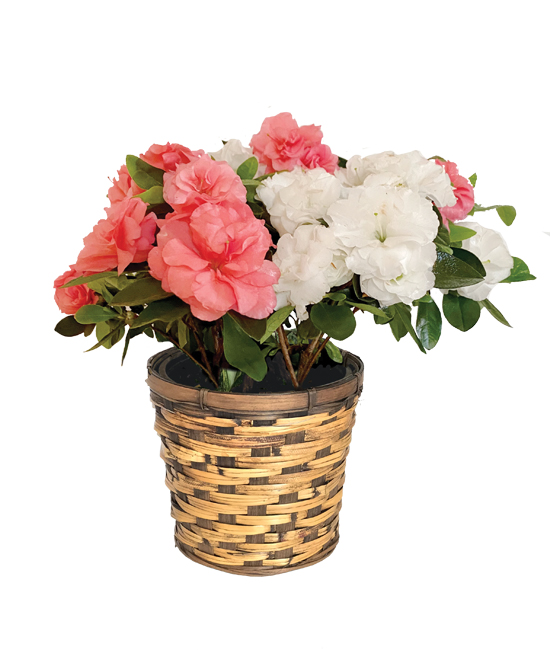 Miniature Azalea Plant - Calyx Flowers, Inc