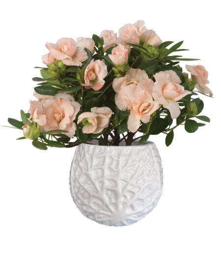 Dazzling Pink Rozalea Plant | Calyx Flowers