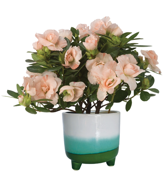 Coral Pink Rozalea Plant - Calyx Flowers, Inc