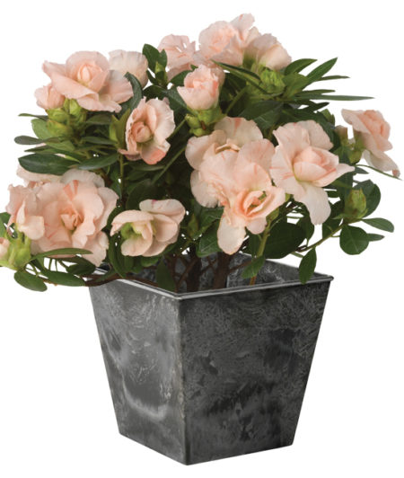 Coral Pink Rozalea Plant - Calyx Flowers, Inc