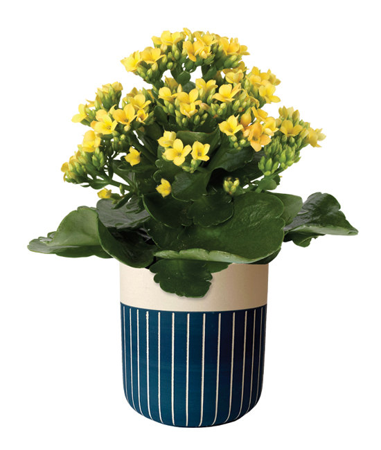 Calyx Flowers - Bonny Cart LLC