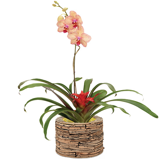 Bromeliad and Orchid Planter - Mossy Floral Arrangements
