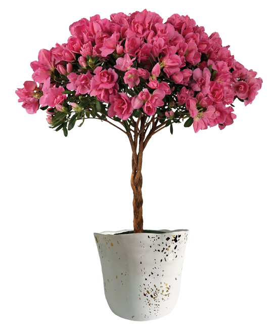 Posy Pink Azalea Topiary - Calyx Flowers, Inc