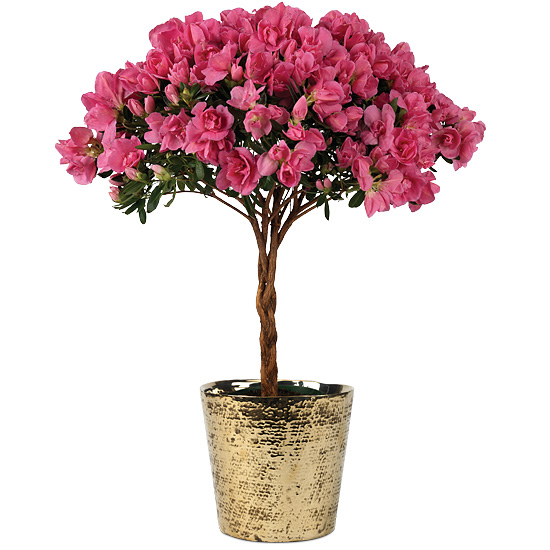 Posy Pink Azalea Topiary - Calyx Flowers, Inc
