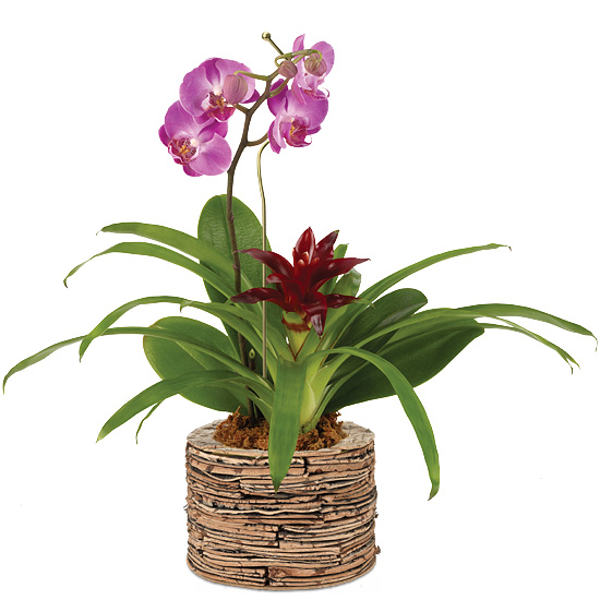Natural Wonder Orchid & Bromeliad Garden - Calyx Flowers, Inc