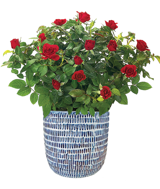 Miniature Azalea Plant - Calyx Flowers, Inc