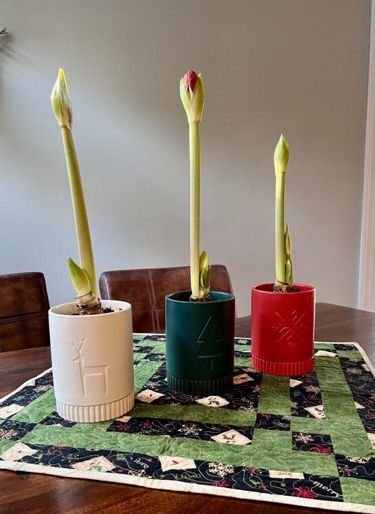 Holiday Amaryllis Bulb Kit (Long Lasting) - Calyx Flowers, Inc