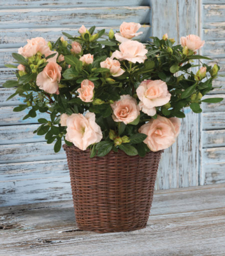 Find Valentine's Day Plants and Flowers | Calyx Flowers