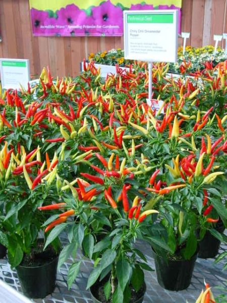 Pepper - Capsicum annuum var. annuum - Calyx Flowers, Inc