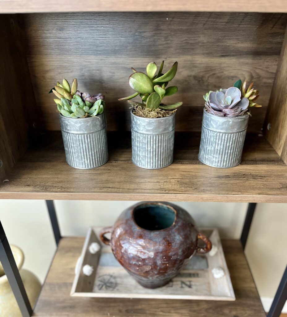 Succulent Trio from Fresh from Oregon - Calyx Flowers, Inc