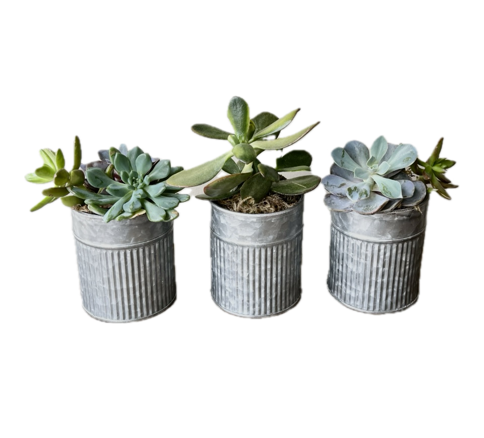 Succulent Trio - Calyx Flowers, Inc