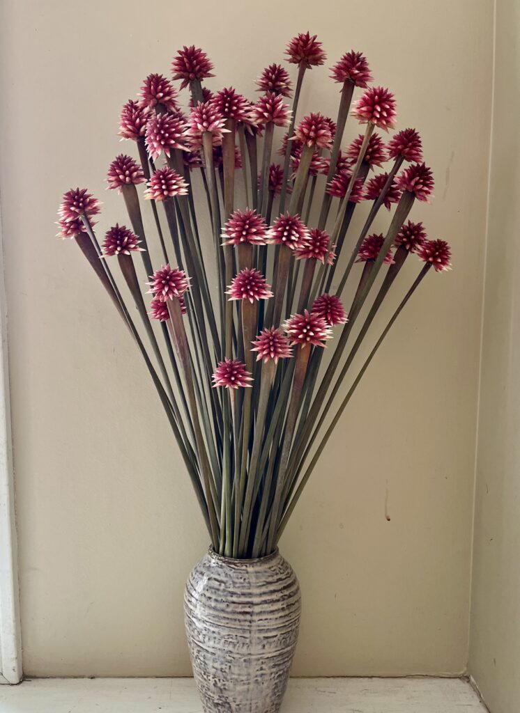 Exotic Stella - Exclusive to Calyx Flowers- range of pinks/burgundy ...
