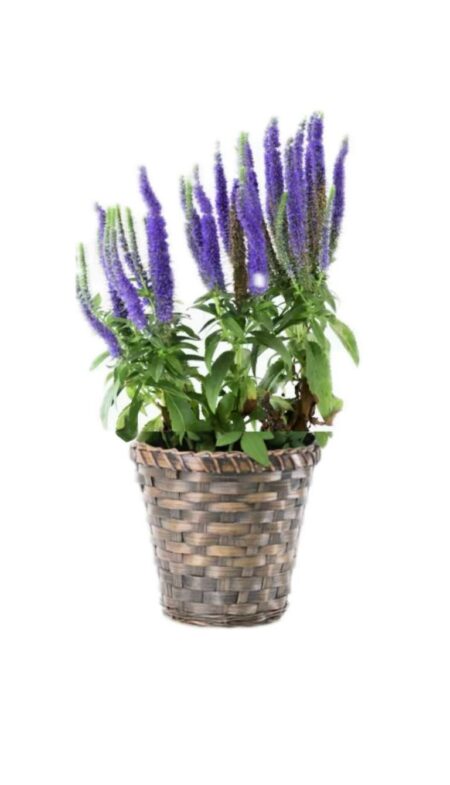 Blush Pink Rozalea Plant | Rozalea Blooms