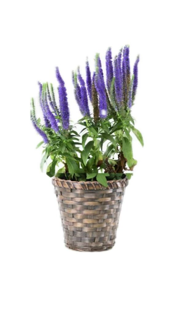 Blush Pink Rozalea Plant | Rozalea Blooms