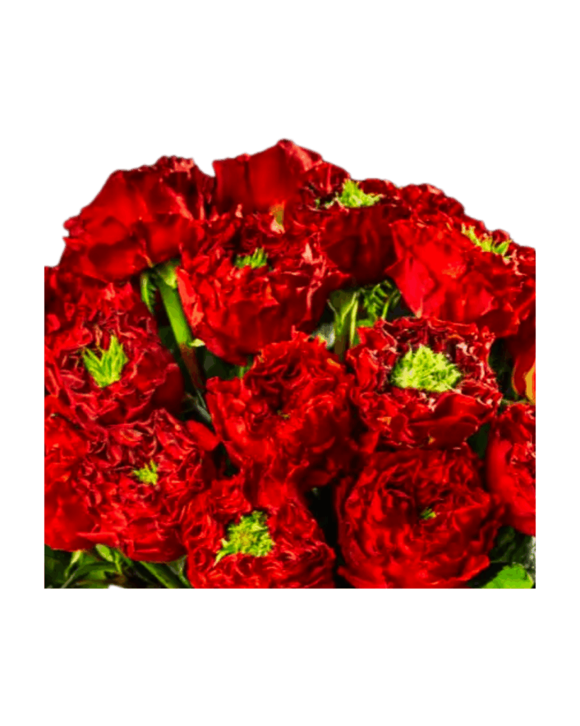 Red Eyed Monster Roses ( order 30 days in advance) - Calyx Flowers, Inc