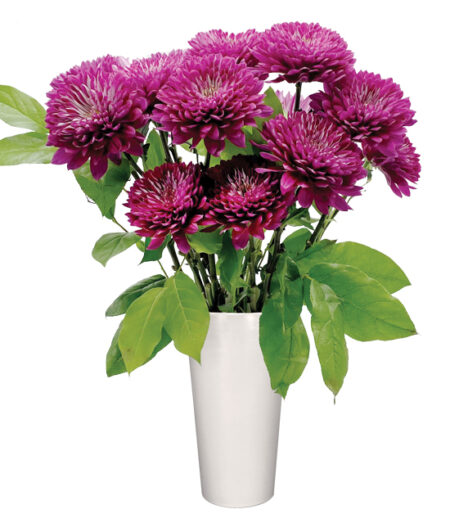 Best of Calyx Monthly Gift Program - Calyx Flowers, Inc